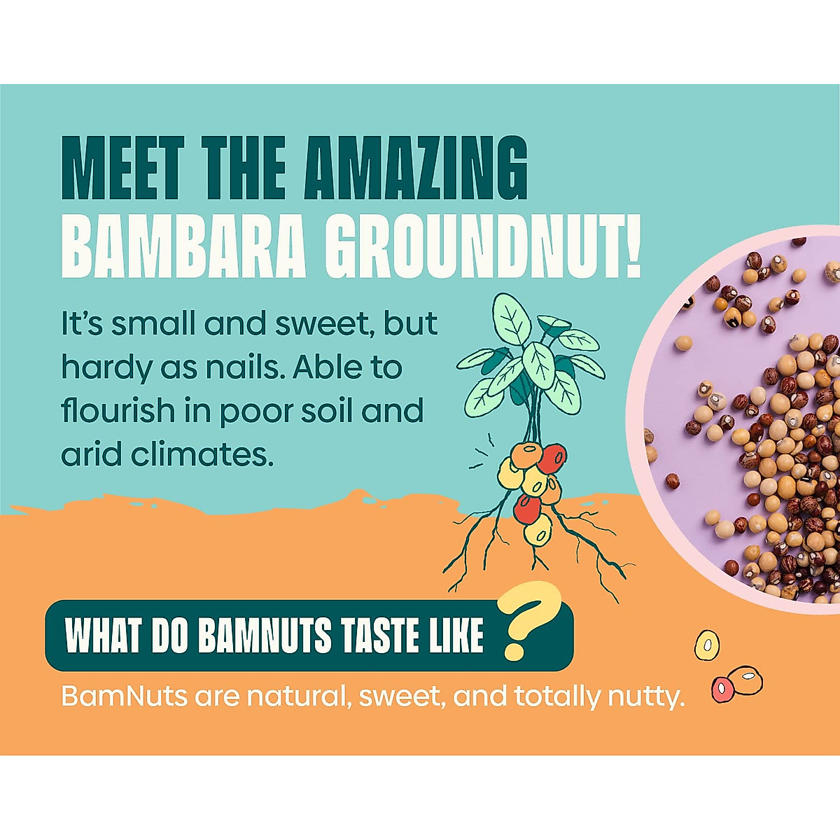 BamNut Milk Barista 2 Pack | 2.5x More Protein than Oat & Almond Milk | Extra Creamy, Gluten-Free, Prebiotic Fiber, Plant-Based | 33.8 Fl Oz – by WhatIF Foods