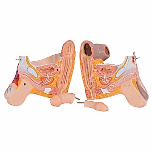3B Scientific B50 Dual Sex Muscle Figure 45-part - 3B Smart Anatomy