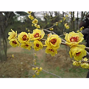 20+ Chimonanthus Praecox Odorant Shrub Seeds Bush Winter Flowers Garden Plants