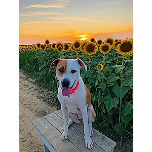 Country Brook Petz - Hot Pink Martingale Heavy Duty Nylon Dog Collar - 21 Vibrant Color Options (1 Inch Width, Medium)