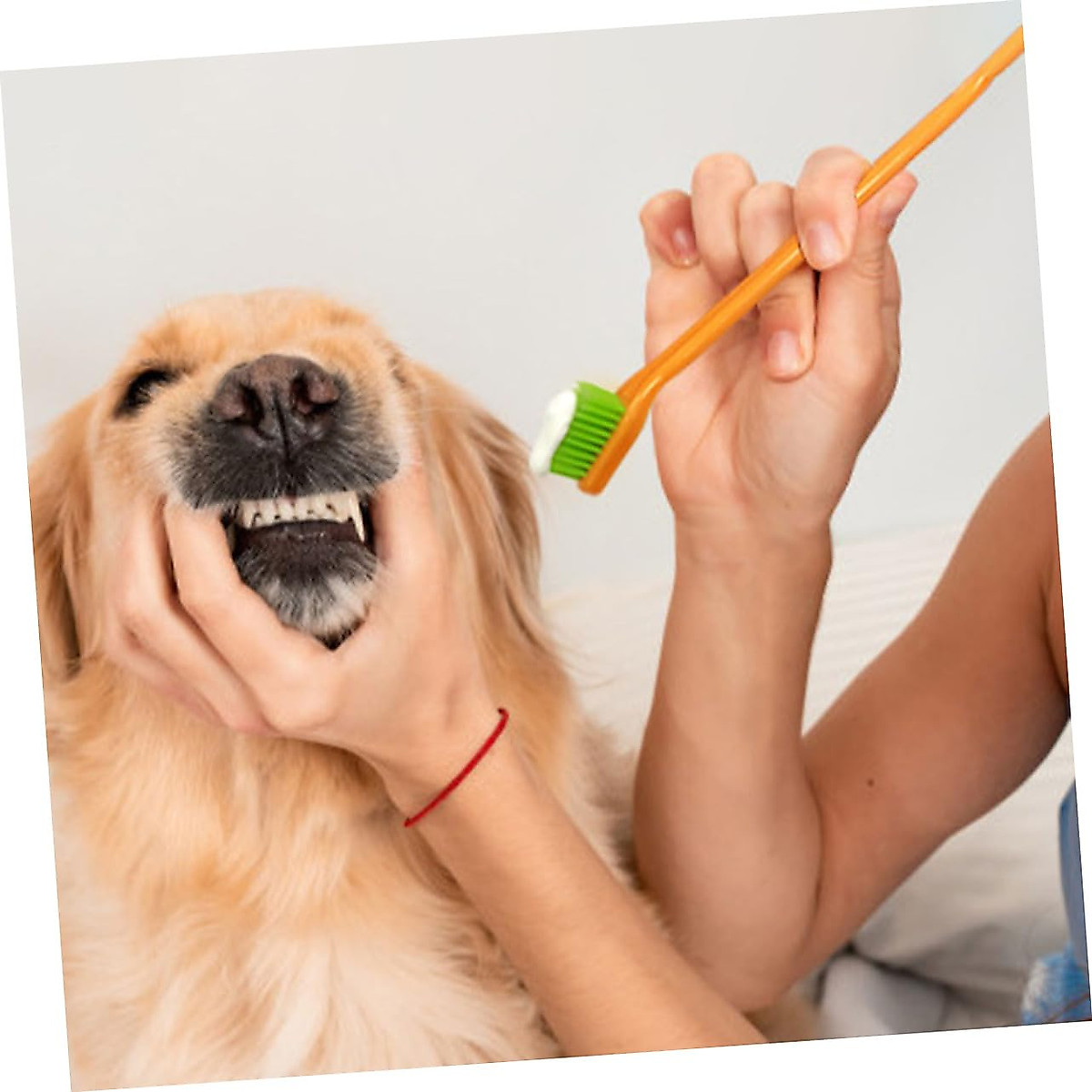 Hohopeti 1 Set Pet Toothbrush Pet Dental Brush Toothbrushes for Dogs Dog Dental Care Kit Cat Toothbrush Cat Finger Toothbrush Cat Teeth Toothbrush Dog Toothbrush Pp Oral Care Clean