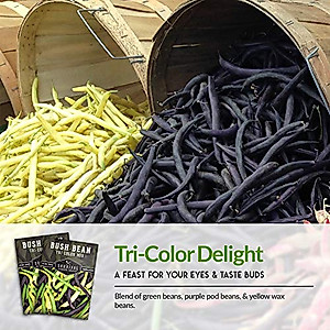 Survival Garden Seeds - Tri-Color Bean Seed for Planting - Packet with Instructions to Plant and Grow Yellow, Purple, and Green Bush Beans in Your Home Vegetable Garden - Non-GMO Heirloom Variety