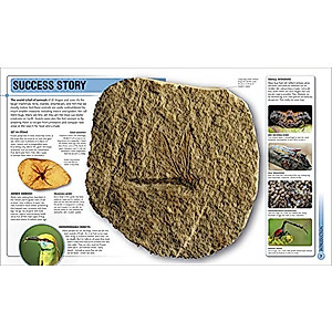 Super Bug Encyclopedia: The Biggest, Fastest, Deadliest Creepy-Crawlers on the Planet (DK Super Nature Encyclopedias)