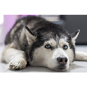 I LOVE MY PETS LLC Digestive aid for Dogs - Digestive AID for Dogs - PET PROBIOTIC Dogs bifidobacterium - 180 Treats (3 Bottles)