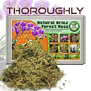 THOROUGHLY Natural Dried Forest Moss For Potted Plants, Suitable For Orchids, Bonsai, Ornamental Terrariums, Forest Moss Nests for Hamsters, Mantises Or Other Small Animals, Net Weight 0.44lb/200 Gram