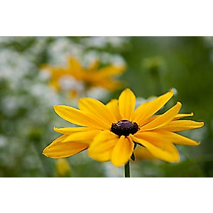 Brown-Eyed Susan Flower Seeds for Planting, 3000+ Seeds Per Packet, (Isla's Garden Seeds), Non GMO & Heirloom Seeds, Scientific Name: Rudbeckia triloba, Great Home Flower Garden Gift
