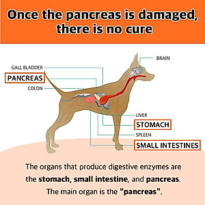 Doctor By Enzyme for Dogs Digestive Enzyme Supplements for Dogs with Protease, Amylase, Lipase - Promotes Digestion and Improves Nutrient Absorption - 30 Individually Packaged (1 Pack)