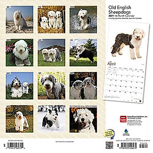 Old English Sheepdogs 2021 Calendar