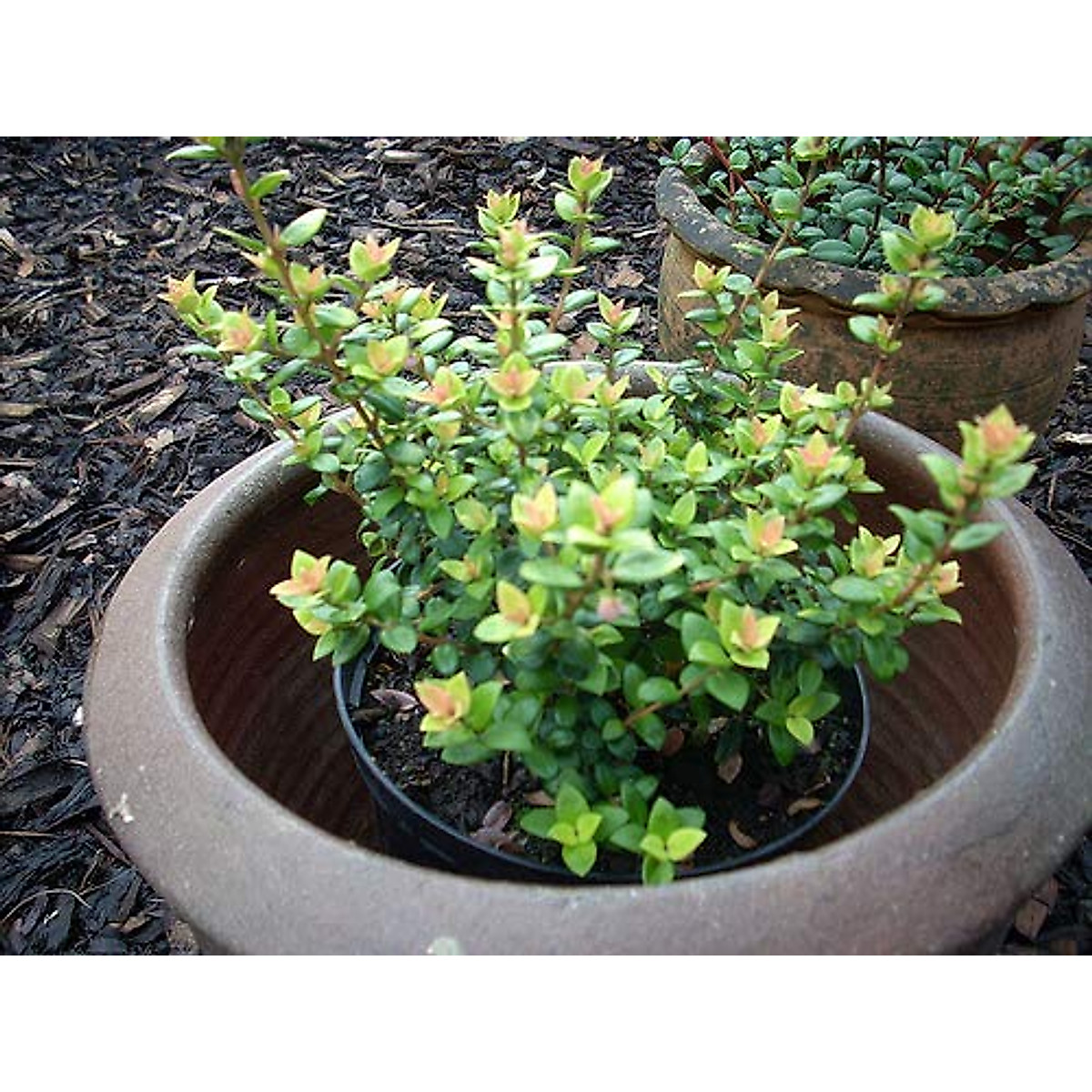 1135-Chilean Strawberry Bush (Ugni molinae) Seeds by Robsrareandgiantseeds UPC0764425787488 Non-GMO,Organic,Historic Plants, Bonsai,1135 Package of 5 Seeds