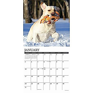 Just Labs 2021 Wall Calendar (Dog Breed Calendar)