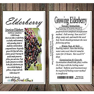 Big Pack - (1,000) American Elderberry Seeds - Sambucus Canadensis - Non-GMO Seeds by MySeeds.Co (Big Pack - Elderberry)