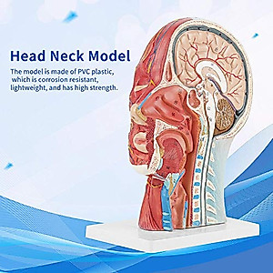 Brain Model Anatomical Medical Scientific Education Human Head Brain Neck Median Section Study Model with Muscular Vascular Internal Structure