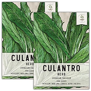 Seed Needs, Culantro Seeds - 300 Heirloom Seeds for Planting Eryngium foetidum - Non-GMO & Untreated Tropical Herb to Plant Indoors or Outdoors (2 Packs)