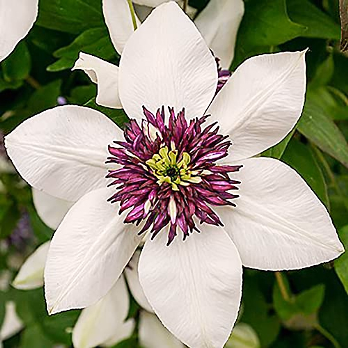 YEGAOL Garden 50Pcs White Purple Clematis Seeds Climbers Perennial Flower Seeds GMO Free Attract Butterflies & Hummingbirds Garden Courtyard Cottage Potted
