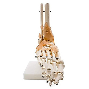 Life Size Human Foot Joint Model with Ligaments Human Anatomical Teaching Model