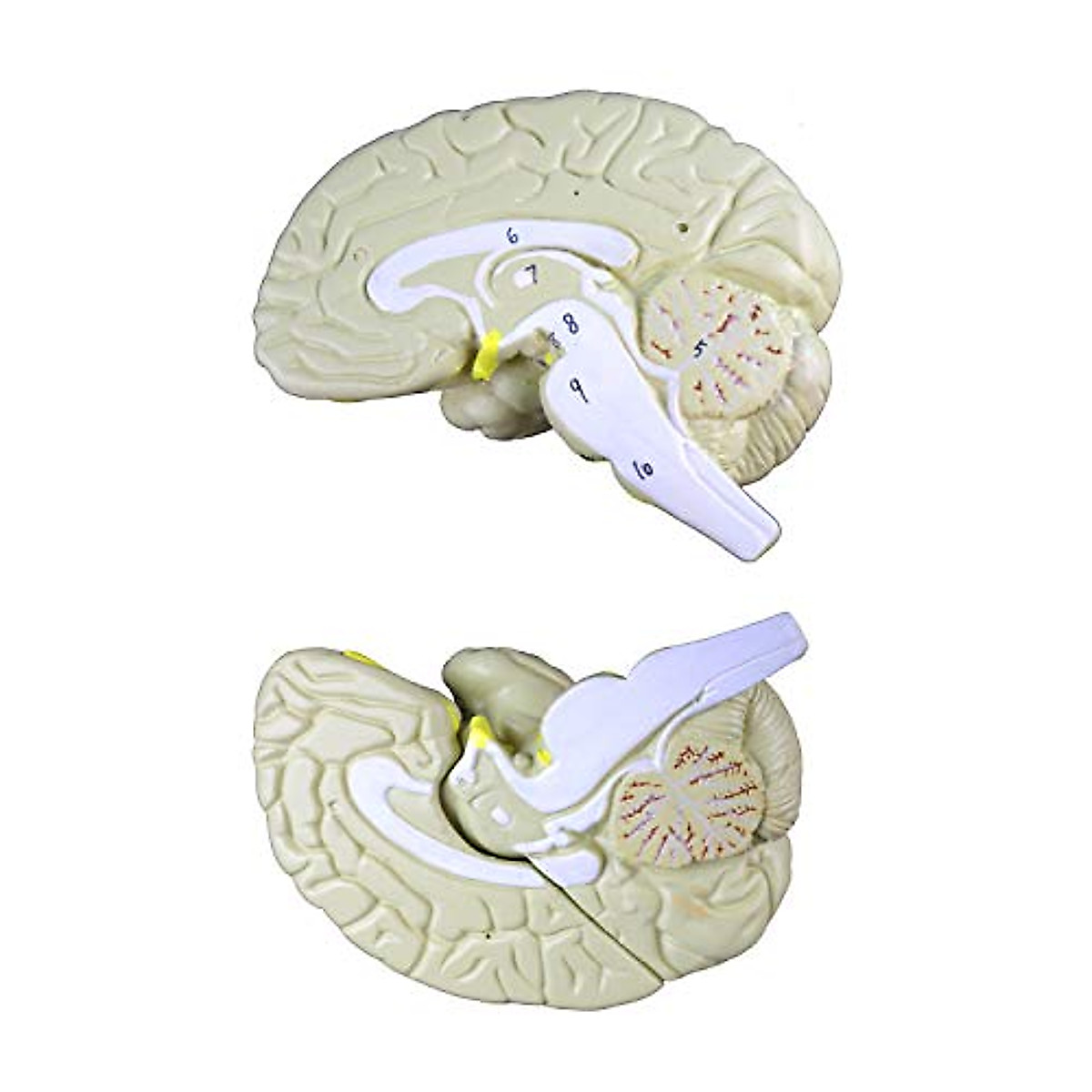 Vision Scientific VAB401-3 Life Size Human Brain Models-3 Parts | Shows Frontal, Parietal, Temporal & Occipital Lobes | Half of Brain Stem | Half of Cerebellum | Instruction Manual Included