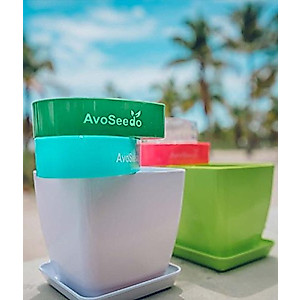 AvoSeedo Avocado Tree Growing Kit with Pot, Green & White, Practical Gifts for Women, Mom, Sister, Best Friend & Kids, Plant Indoors with Novelty Pit Grower Boat & Kitchen Garden Seed Starter