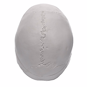 Human Anatomical Skull Model, 3 Part - Medical Quality Plastic Replica - 9" Height - Removable Calvaria - Articulated Mandible - Eisco Labs