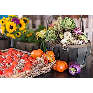 SuperMoss (26972) Spanish Moss Preserved, Coffee, 8oz (200 cubic inch)