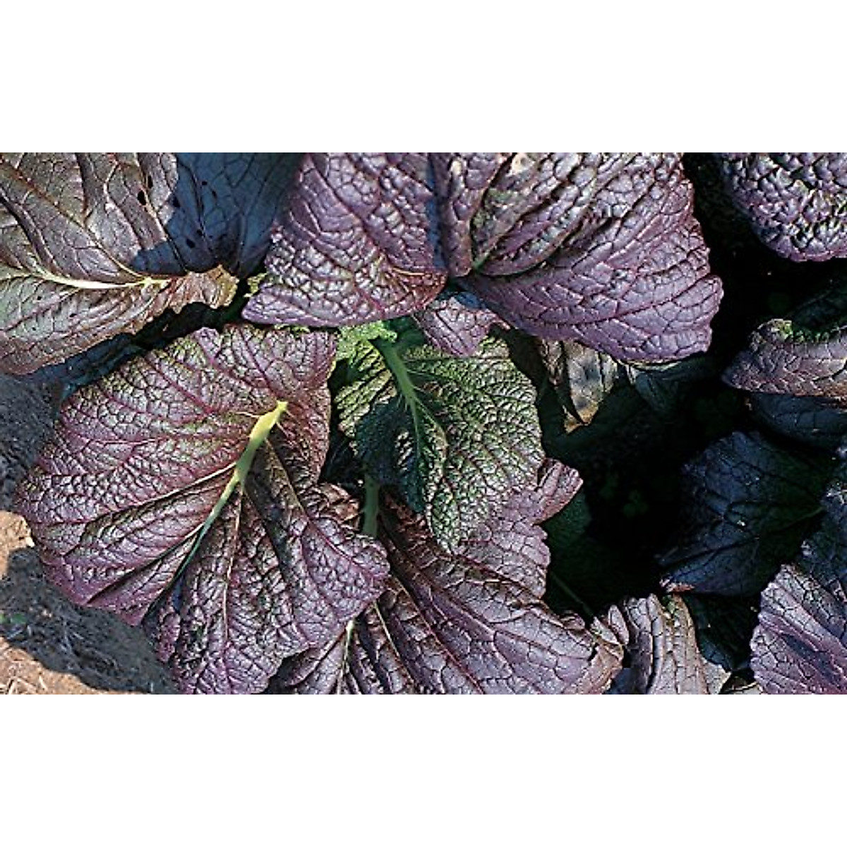 Burpee Giant Red Organic Mustard Seeds 1000 seeds