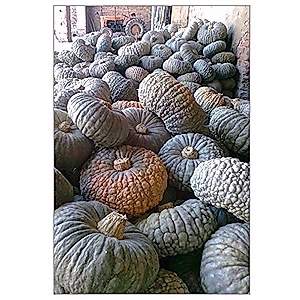 MIXED SEEDS! 50+ Pumpkin and Winter Squash MIX Seeds NON-GMO 25 Varieties Delicious Grown in USA. Rare, Super Profilic and Delicious HARLEY SEEDS