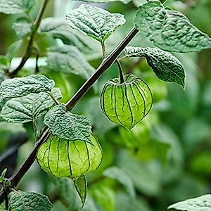 Outsidepride Perennial Cape Gooseberry Physalis Peruviana Goldenberry Fruit Plants - 1000 Seeds
