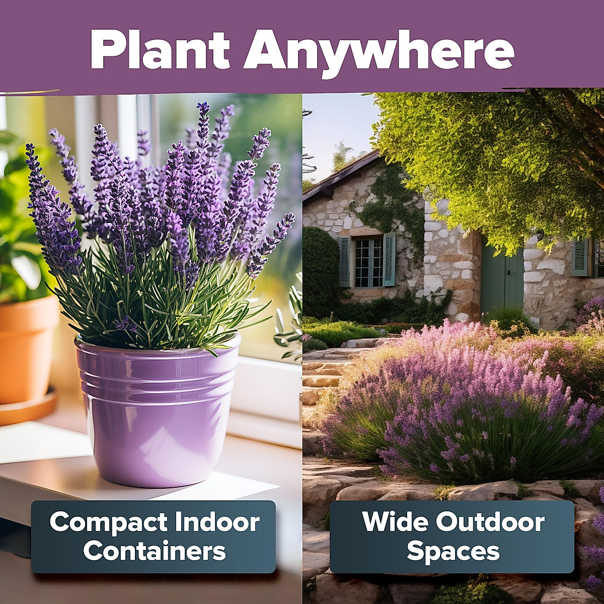 HOME GROWN Premium English Lavender Seeds, 1500 Non-GMO Herb Seeds, USA-Sourced Wildflower Seed for Planting Indoor/Outdoor, High Germination, Plant Flower Seeds