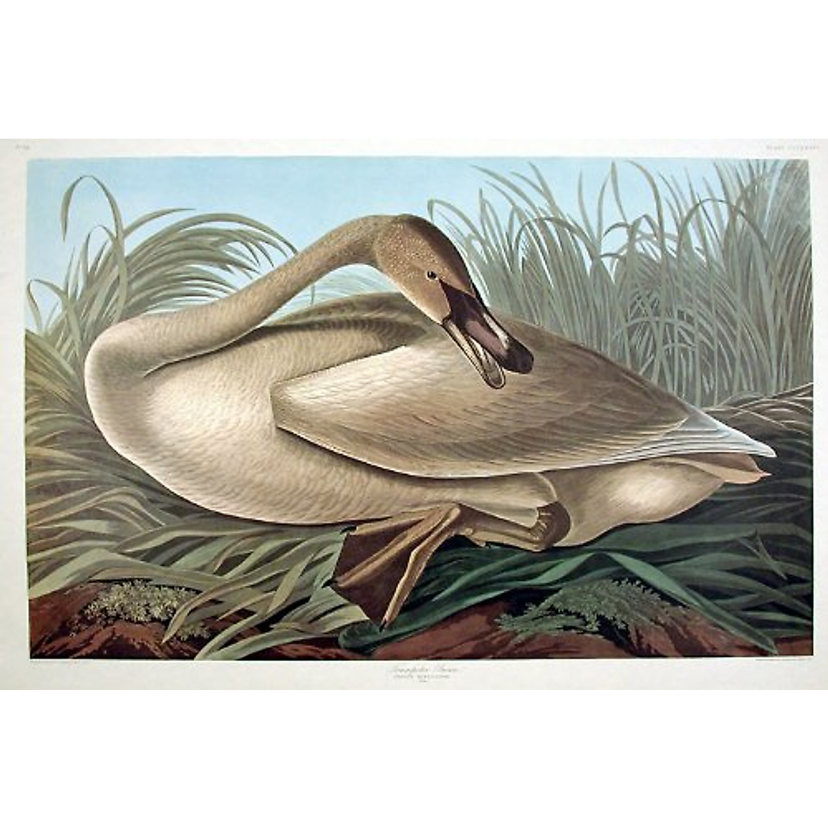Trumpeter Swan [young]. From"The Birds of America" (Amsterdam Edition)