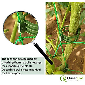 QueenBird Plant Clips - 200 PCS - Green - Garden Clips for Tomato and Other Vine Plants - Trellis Clips - Tomato Plant Support - Upright and Healthier Grow
