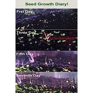 JIALIU 3 Pack Aquarium Plants See ds, Live Aquarium Grass See ds for Fish Tank Freshwater, Fast Growing Aquarium Mini Leaf & Hair Grass Small Pearl for Decorate Your Fish Tank., Green