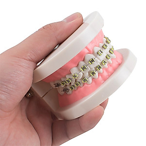 Dental Adult Typodont Demonstration Teeth Model Orthodontic Model Teeth Teach Study Model with Brackets