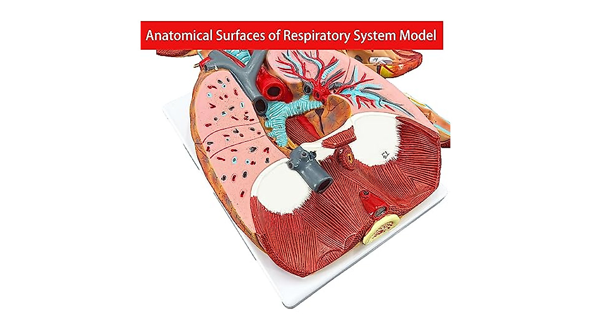 Veipho Human Lung Model - Life Size Respiratory System with 51 Parts