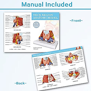 Evotech Human Neck Anatomical Model, Life Size Neck Region Anatomy Model Showing Arteries, Veins, Muscles and Bones with Base and Colorful Manual