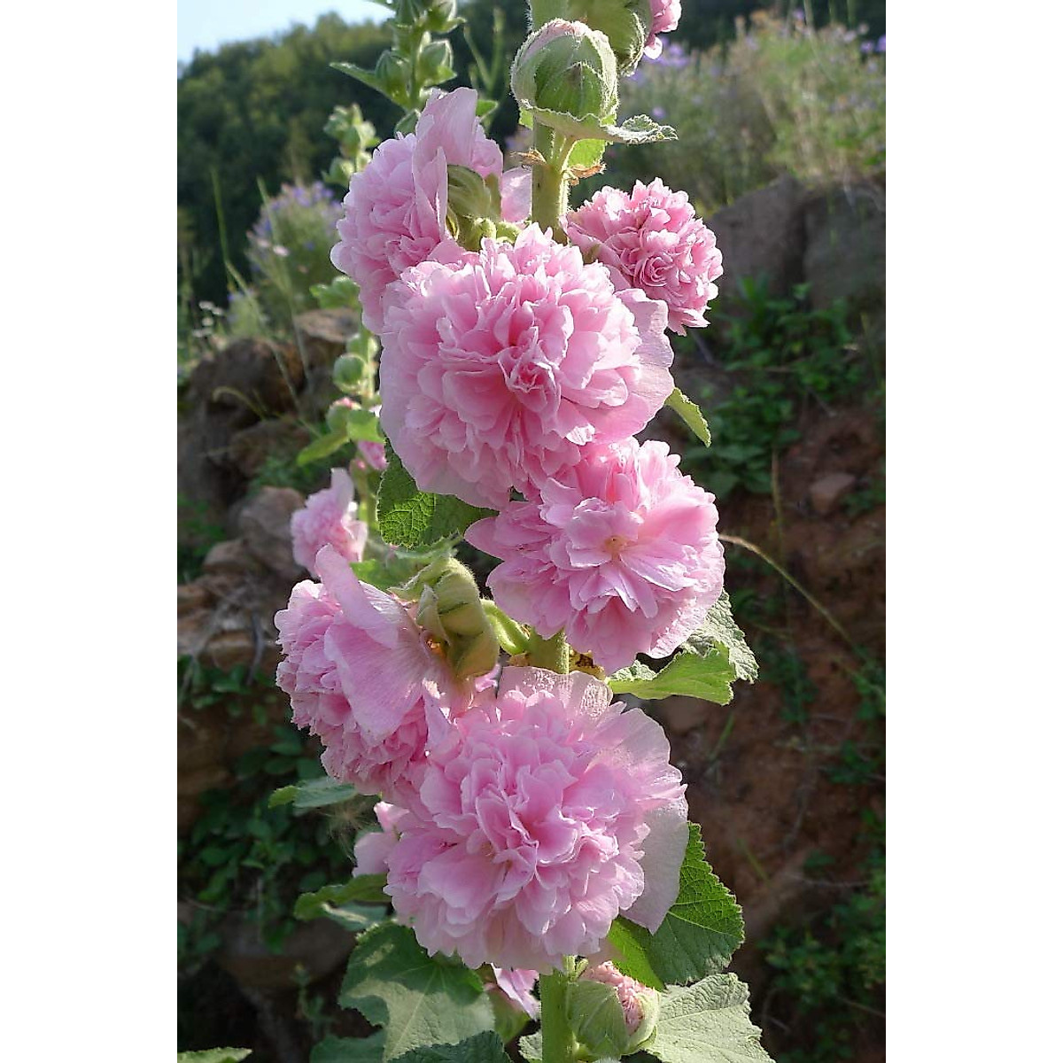 Hollyhock Seeds, Pack of 700+ Carnival Mix Double Hollyhocks Flower Seeds, Flower Seeds for Planting