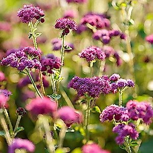 Ageratum Seeds - Red Flint - Packet - Red Flower Seeds, Heirloom Seed Attracts Bees, Attracts Butterflies, Attracts Pollinators, Fragrant, Container Garden