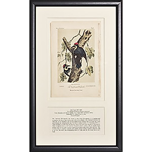 The California Woodpecker