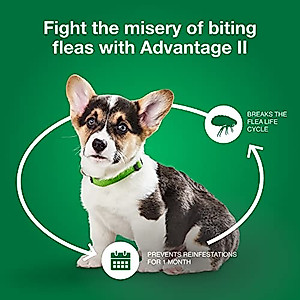 Advantage II Small Dog Vet-Recommended Flea Treatment & Prevention | Dogs 3-10 lbs. | 6-Month Supply