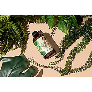 Organic Indoor Plant Food - All-Purpose Liquid Fertilizer - Best for Live Houseplants Indoors + Common Home Outdoor Plants in Pots (8 oz)