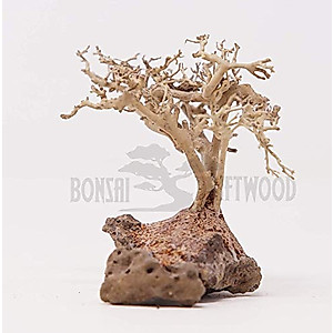 Bonsai Driftwood Mini Aquarium Tree BS (3.5 Inch Height) Natural, Handcrafted Fish Tank Decoration | Easy to Install
