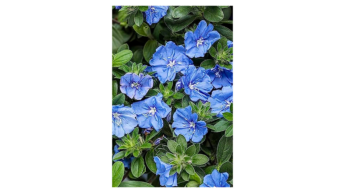 Blue My Mind® Dwarf Morning Glory Plant - Vibrant Blue Flowers