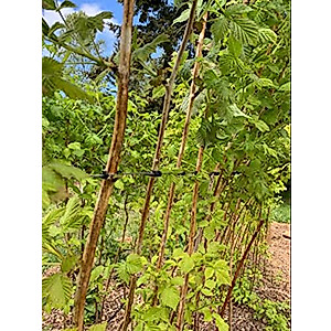 SUSUB 200PCS Grape Trellis Kiwi Grape Stem Vine Clips Grape Ties Garden Plant Support Clips Holder Fruit Buckles Hooks Fixed Fork Vine Training Grow Ties Staking Twine