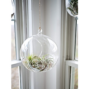 WGV Hanging Terrarium Globe, Width 8", Height 9", DIY Air Succulent Planter, Clear Glass Vase Orb with Flat Bottom, Candle Holder for Windowsill Outdoor Garden Decor, 6 Pieces Bulk