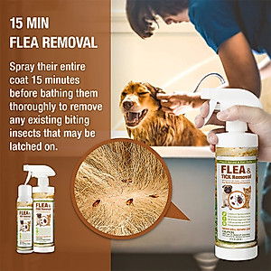 EcoVenger Flea & Tick Removal Spray 16oz for Dogs and Cats, Protects from Fleas, Mites, Ticks & Mosquitoes, eliminates+ Repels+ Housekeeping, Indoors/Outdoors, Plant-Based Formula Safe for Pets & Kids