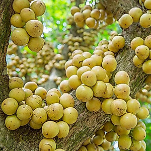 QAUZUY GARDEN 10 Burmese Grape Seeds (Baccaurea Ramiflora) - Non-GMO Fruit Seeds - Edible & Tasty &Attract Pollinators - Perennial Evergreen Tropical Exotic Fruit Tree