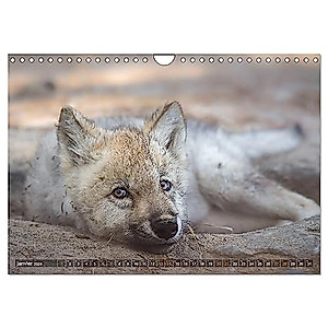 The little grey wolves (Wall Calendar 2024 DIN A4 Landscape), CALVENDO 12 Month Wall Calendar