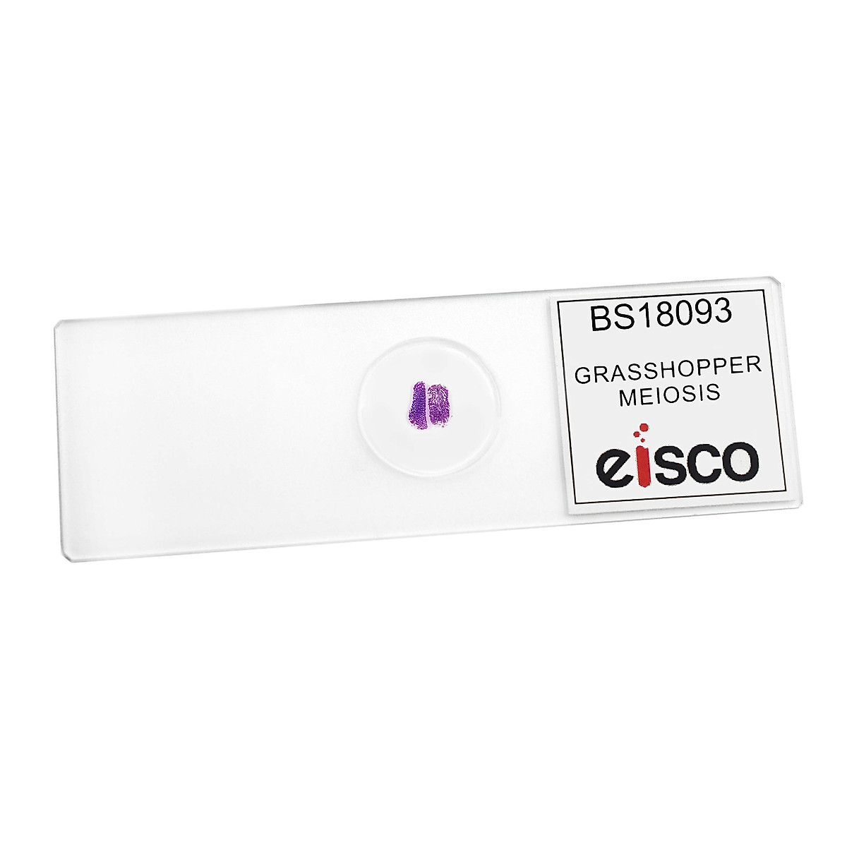 EISCO 10PK Grasshopper Meiosis, Wholemount - Prepared Microscope Slides - Classroom Pack, 10 Slides in Storage Case - Biology & Microscopy