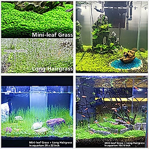 3 Pack Live Aquarium Plant Seeeds, Fresh Water Fish Tank Carpet Grass Plants Mini Leaf & Long Hair Grass for Terrarium Aquatic 21c