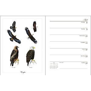 Sibley's Birds Weekly Engagement Calendar 2019 Planner 6.5" x 8.5" Spiral