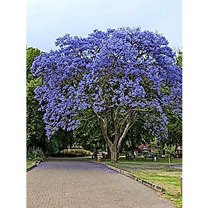 Blue Jacaranda Tree Seeds (20 Pack) - Excellent Bonsai Specimen - Exotic Flowering Bonsai - Blooming Tree