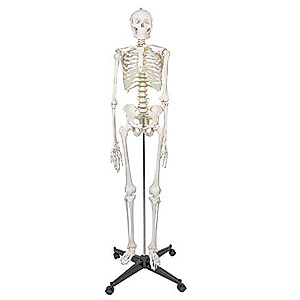 ZENY Life Size 70.8" Human Anatomical Anatomy Skeleton Model with Stand, Scientific Anatomy Human Body Model for Study